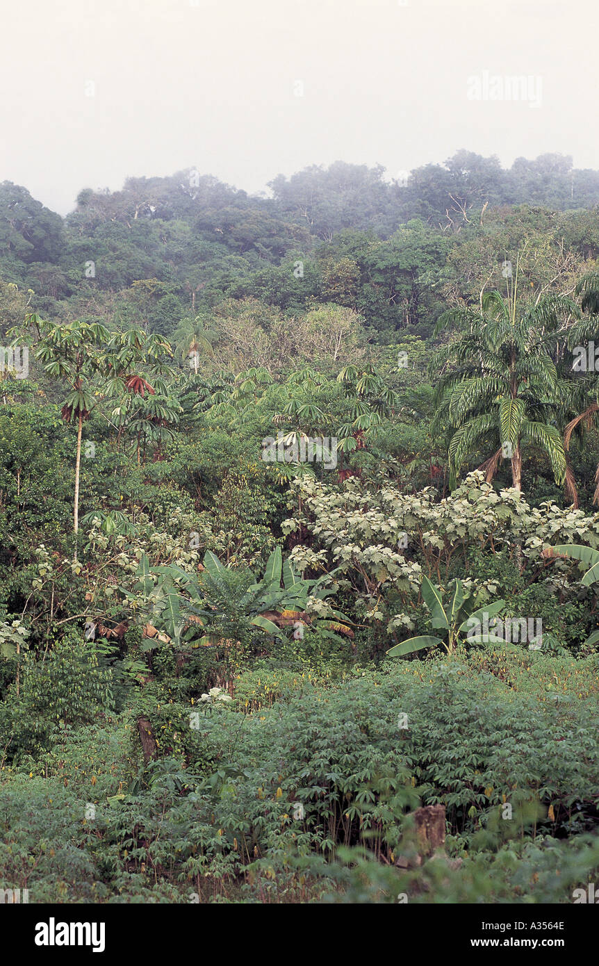 Roraima State Amazon Brazil Plant diversity in secondary rainforest ...