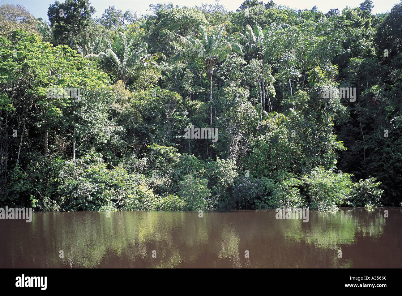 Amazonas State Brazil Dense mixed tropical rainforest vegetation rising ...
