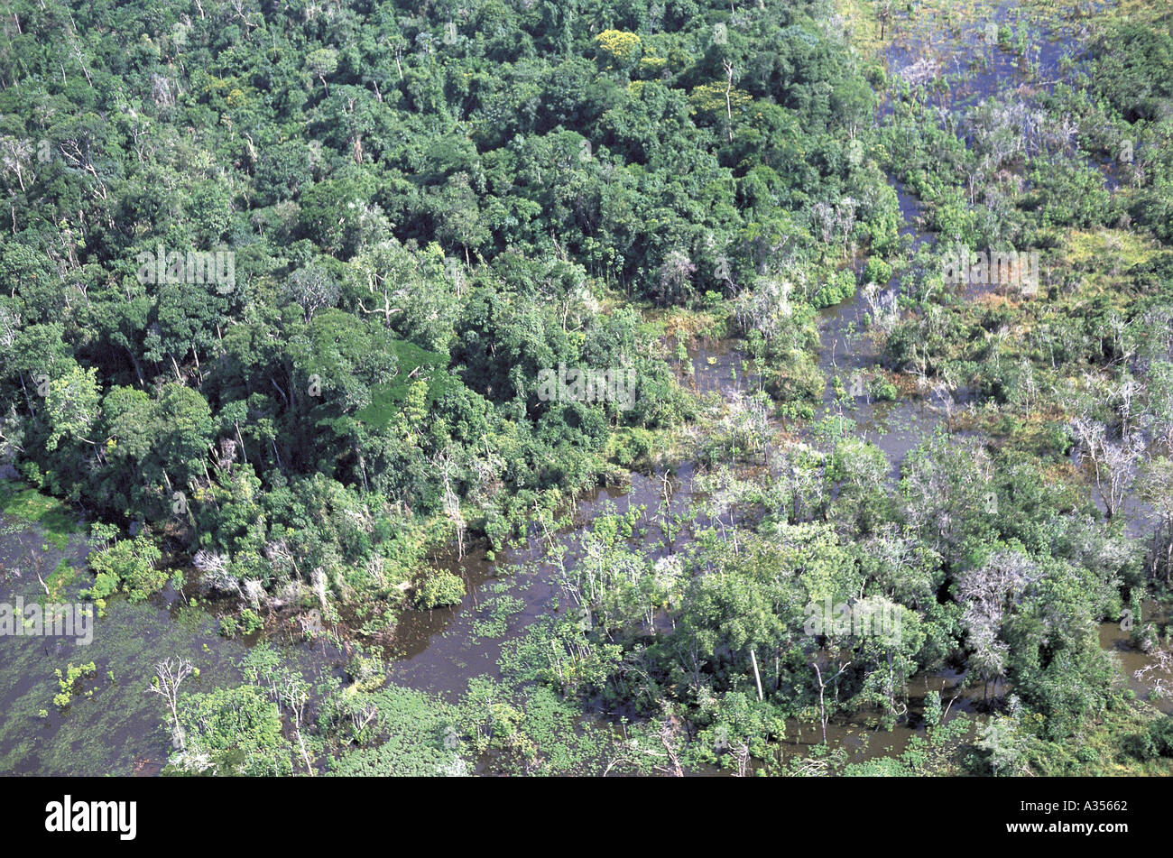 Xingu Brazil Aerial view of flooded forest Amazon rainforest Para State ...