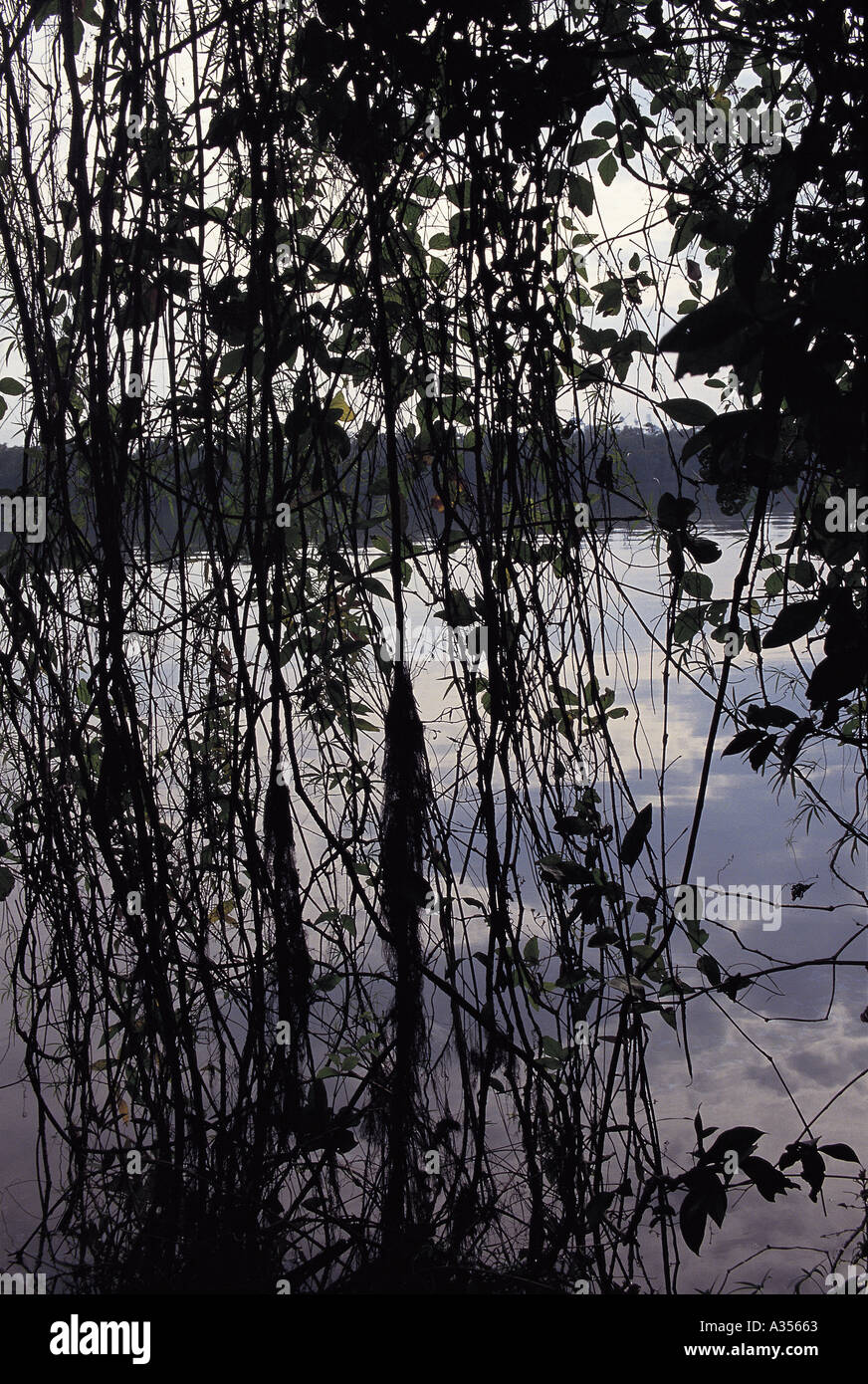 Juruena River Amazon Brazil Creepers forming a veil in front of the ...