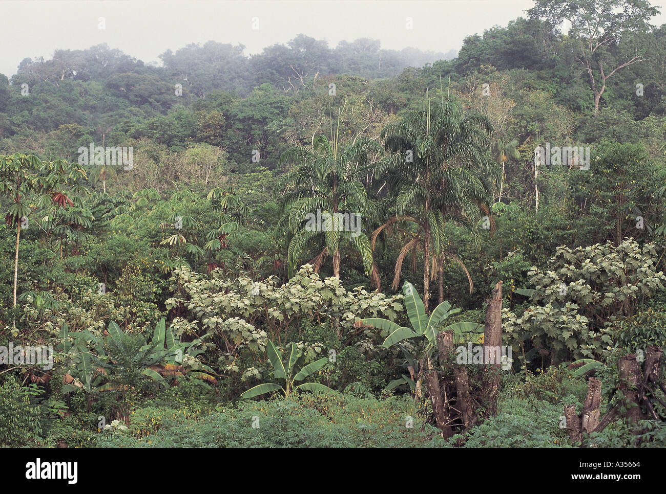 Amazonia Brazil Lush secondary Amazonian forest with primary forest ...