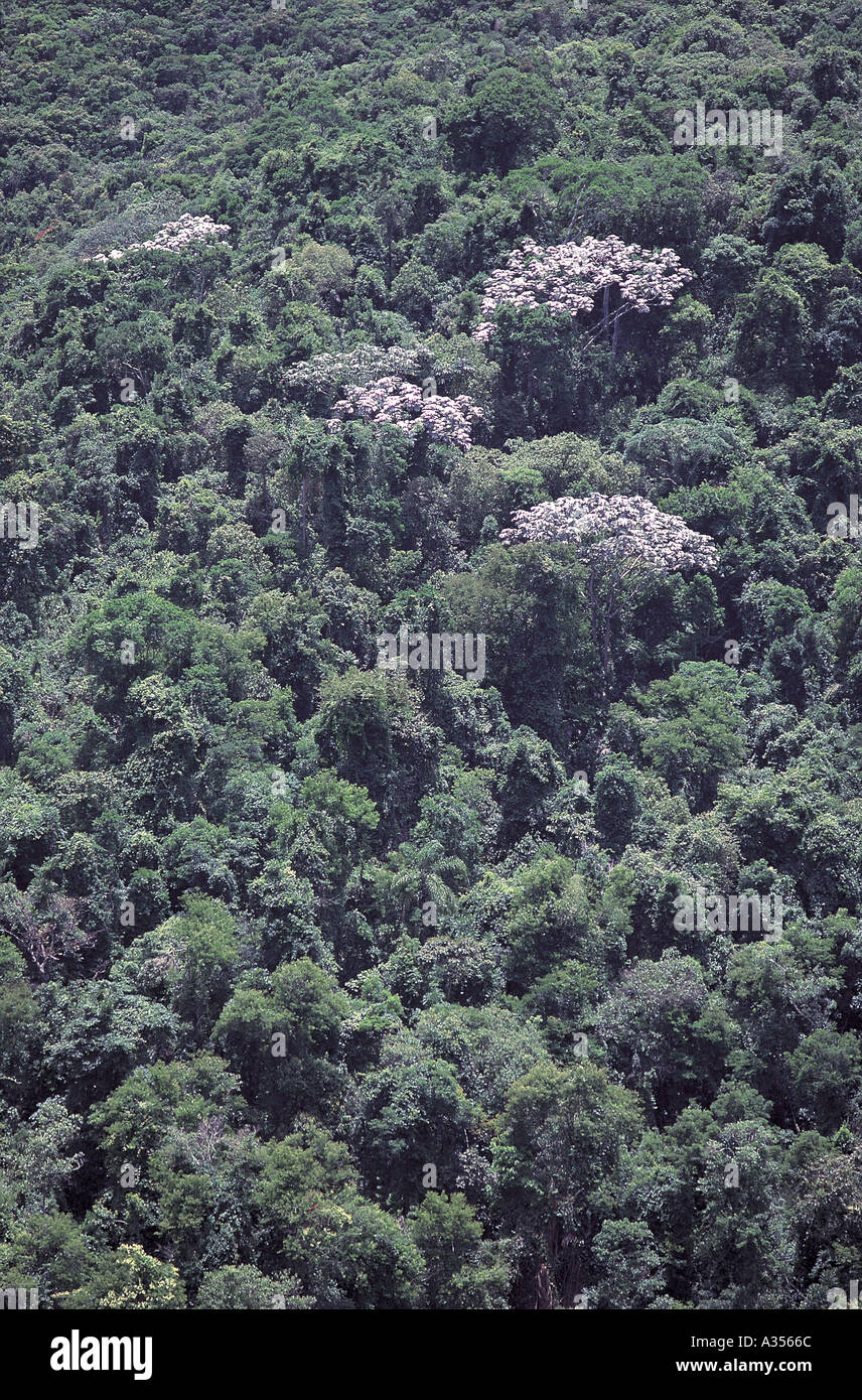 Amazon Brazil Aerial view of dense rain forest with Ipe trees in flower ...
