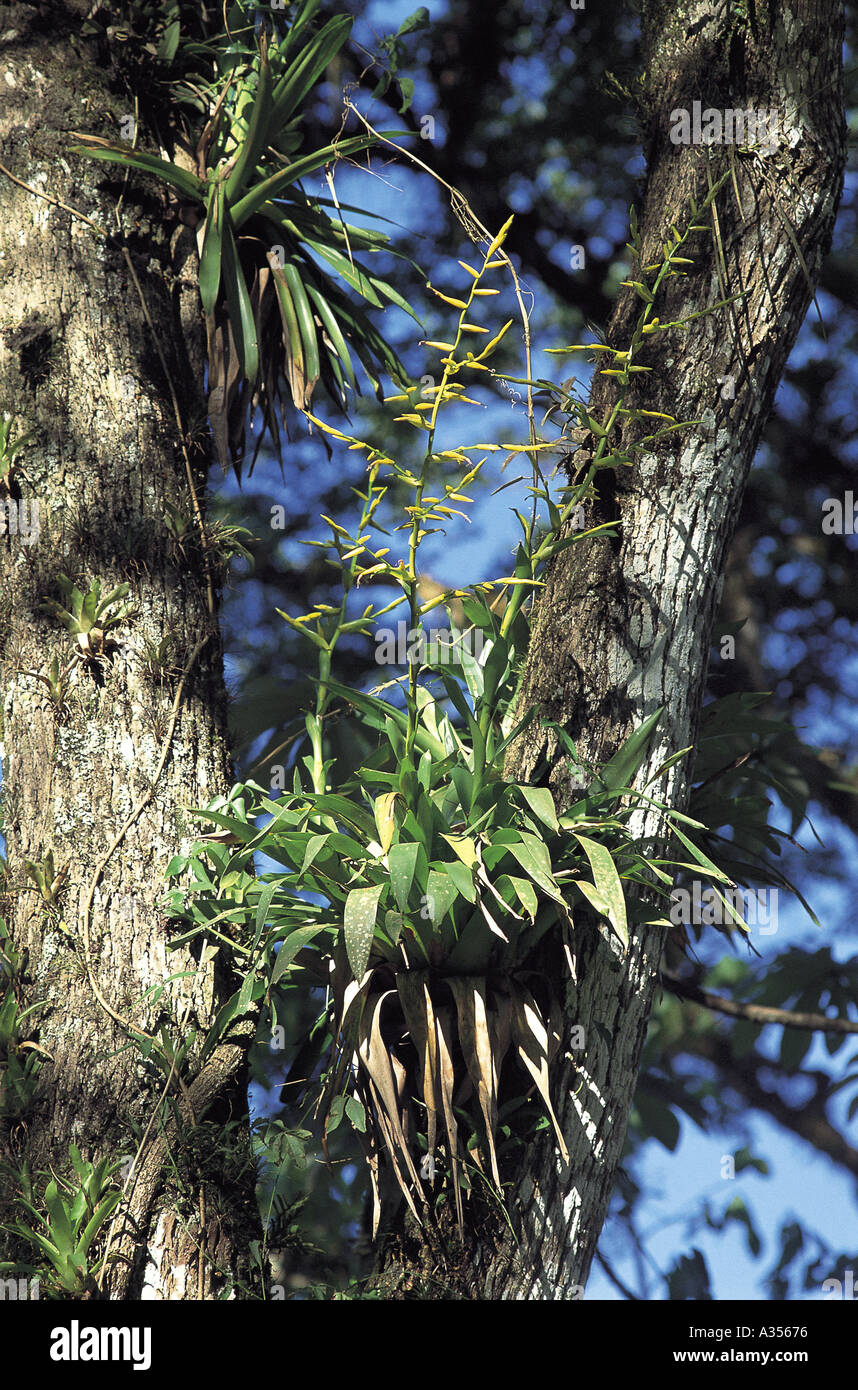 Saprophytes In Rainforest