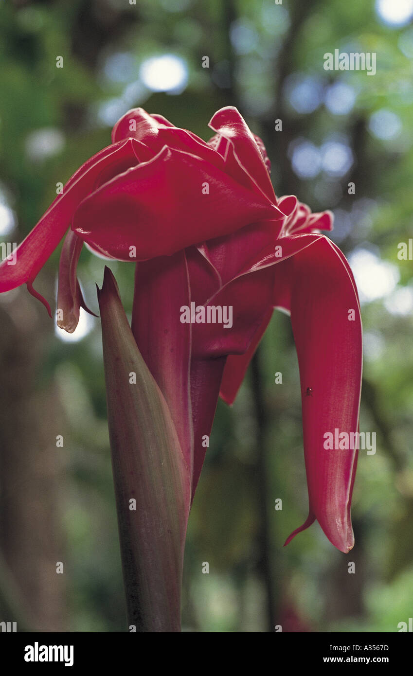 Amazon forest Brazil Large luscious bright red flower of a species of ...