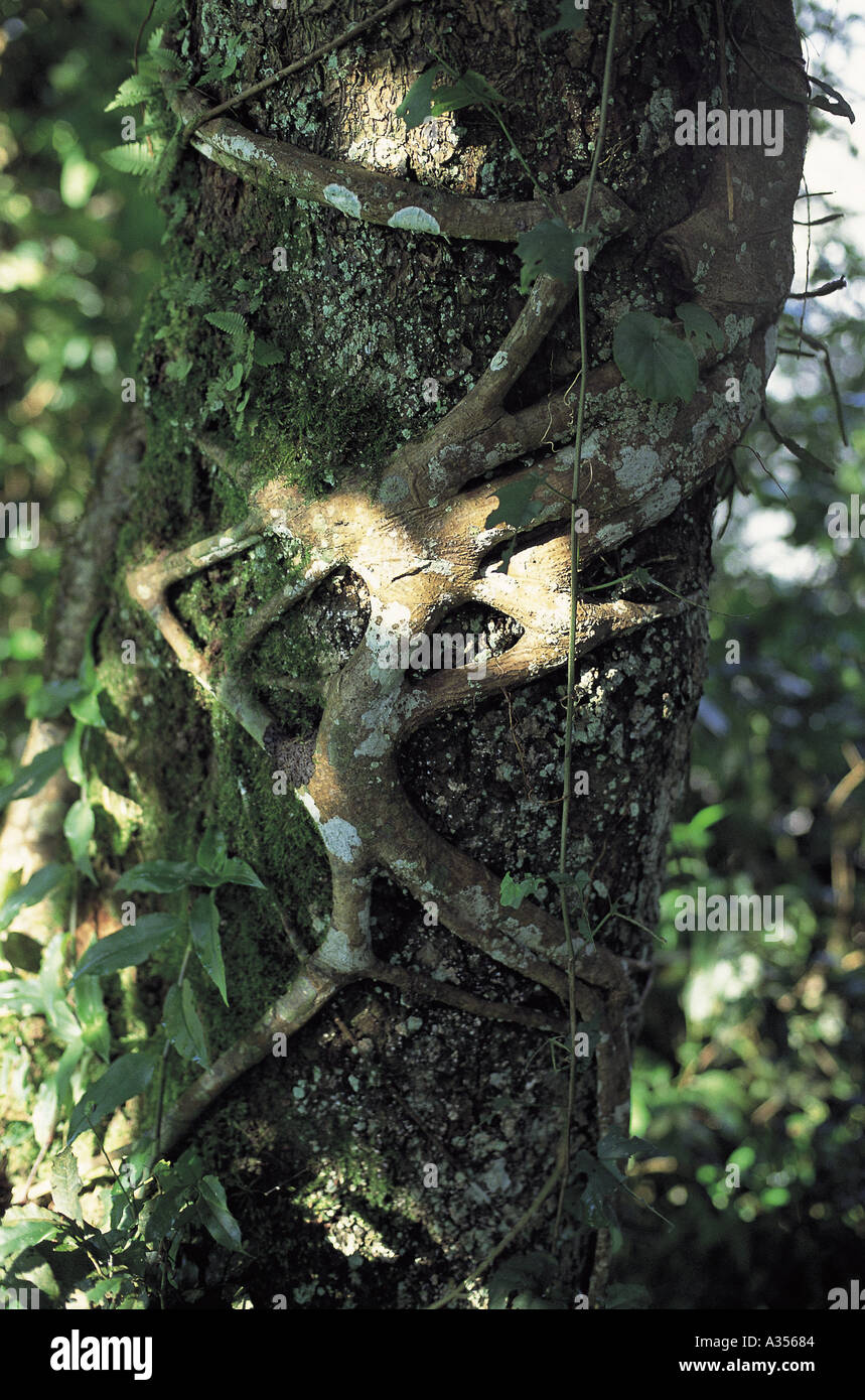 Vvine hi-res stock photography and images - Alamy