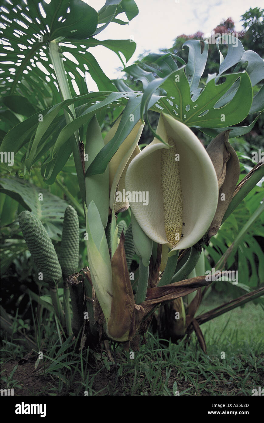 Amazon Brazil Monstera deliciosa large white lily flower Stock Photo ...