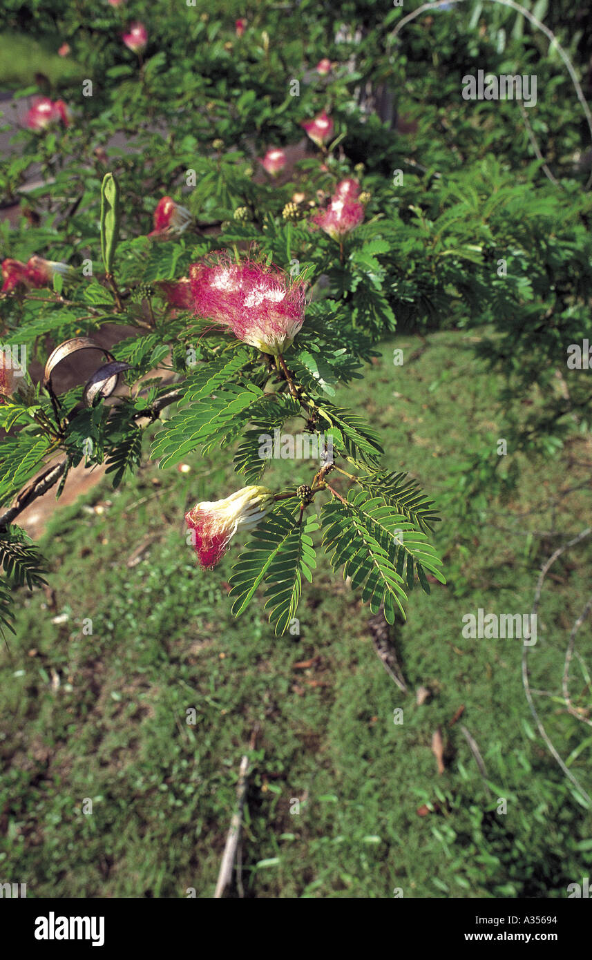Trombetas Brazil Calliandra sp red wispy flower on a tree Amazon Para ...