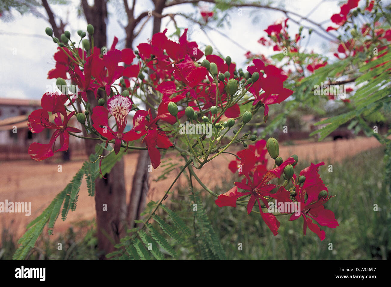 Amazon Brazil Caesalpinia pulcherrima Flamboyant large red flowers in ...