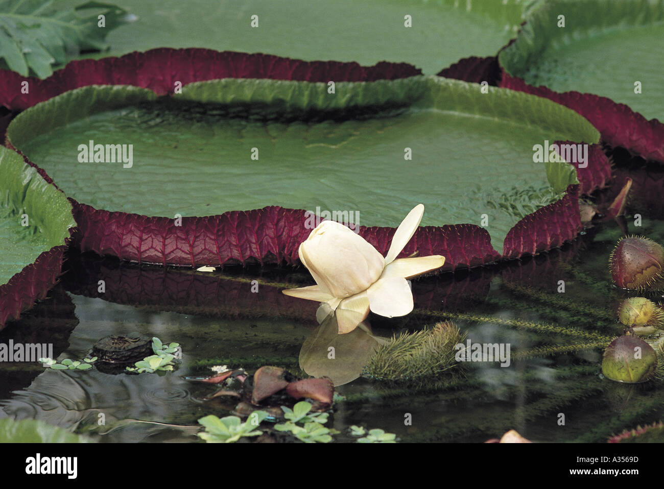 Amazon forest Brazil Victoria amazonica the famous Victoria regia water ...