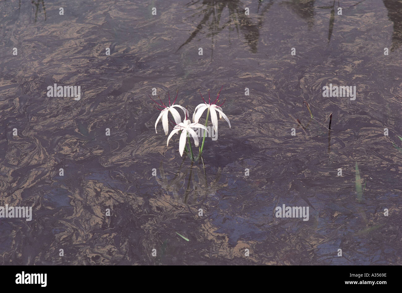 Crinum crinum sp hi-res stock photography and images - Alamy