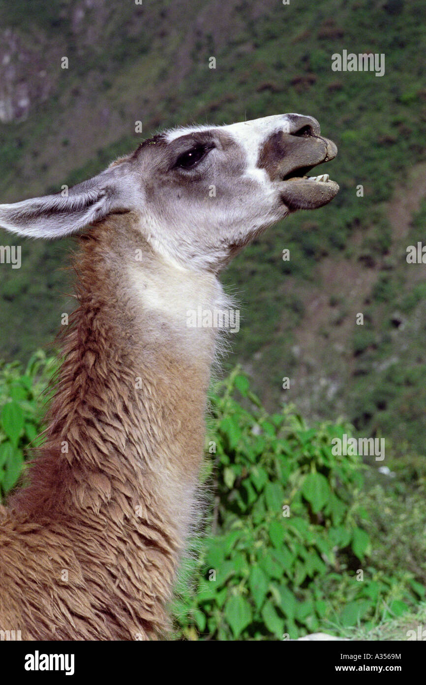 Llamas are frequently spotted at Machu Picchu Cuzco Peru South America ...