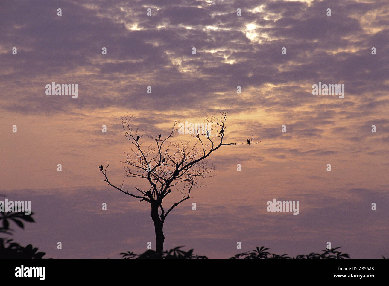 Canopy sunset rainforest bird hi-res stock photography and images - Alamy