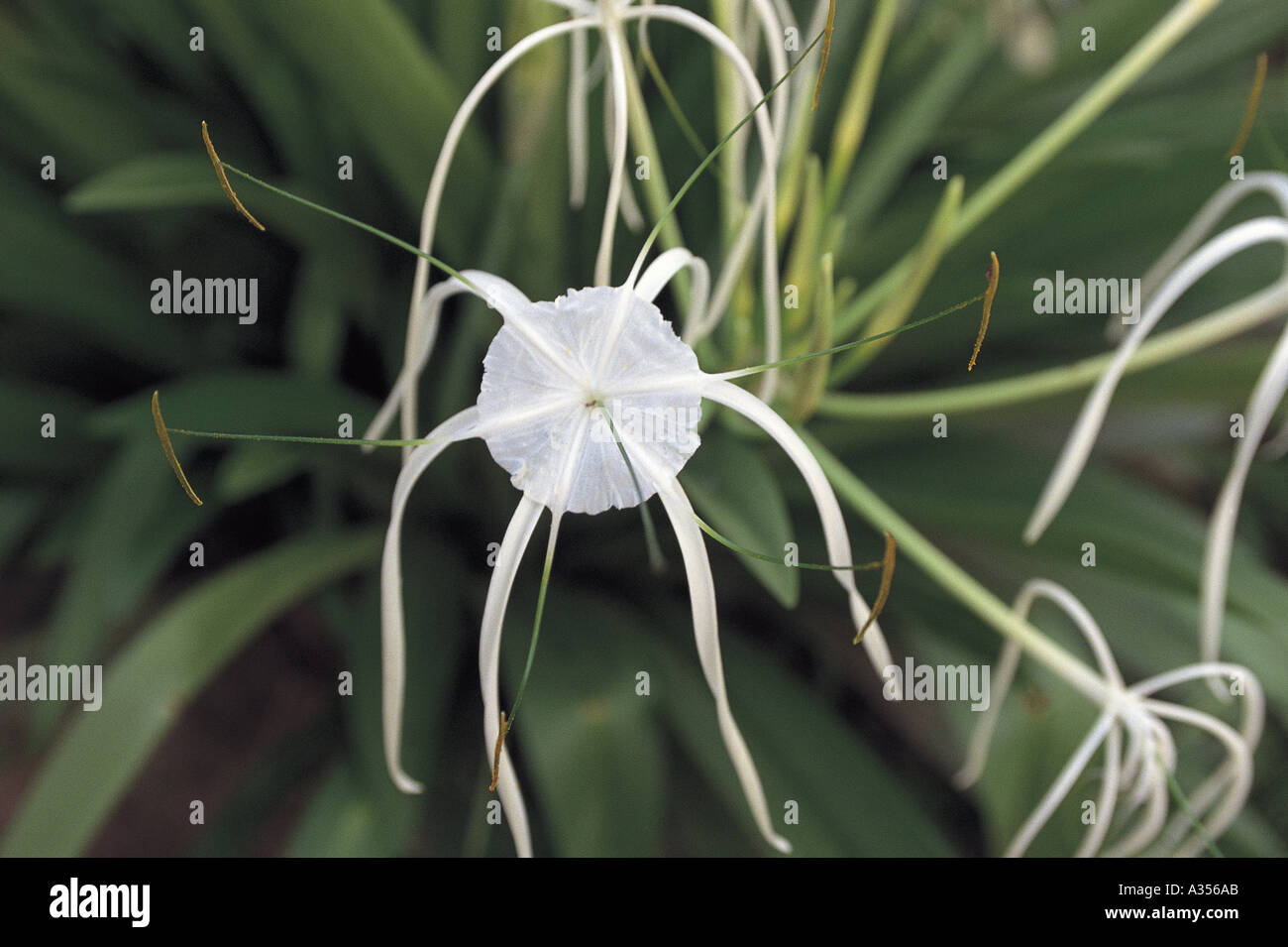 Amazon rainforest Brazil Hymenocallis caribbaea a delicate white flower ...