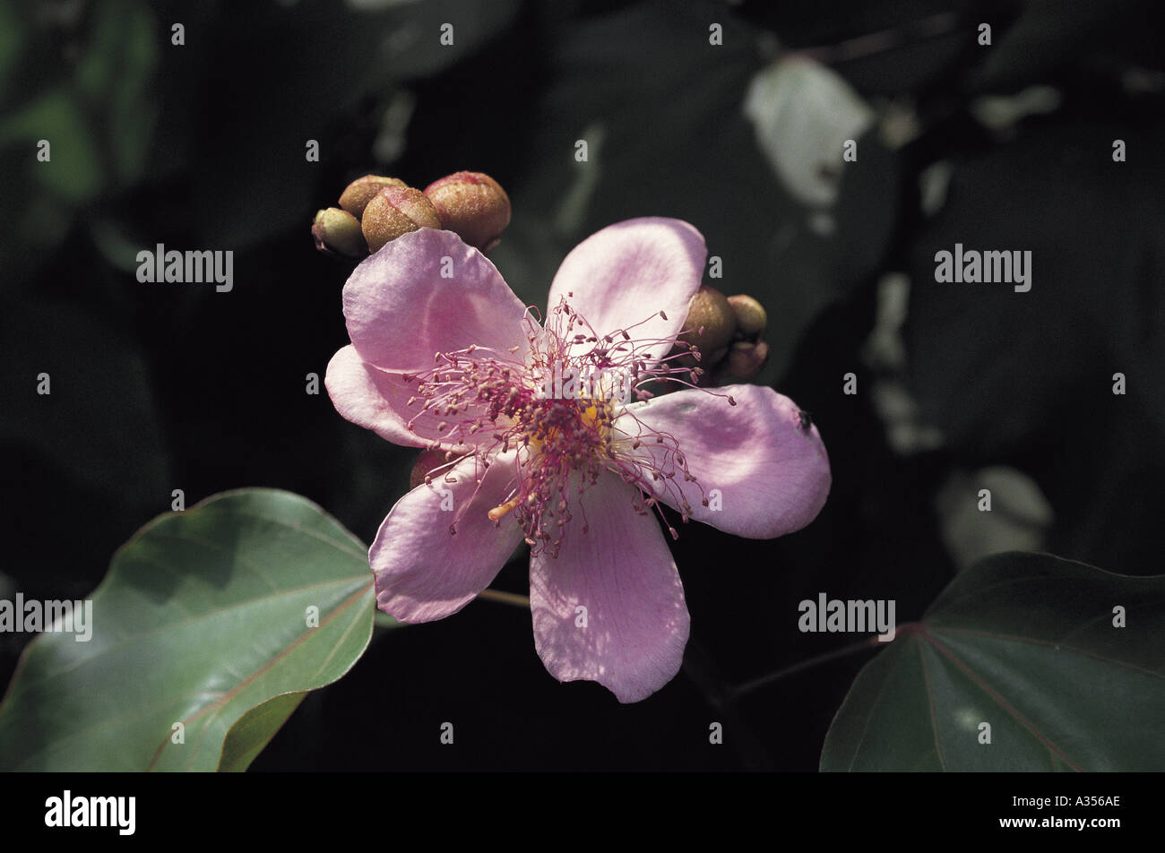 Amazon Brazil Flower of Urucum Bixa orellana Stock Photo - Alamy
