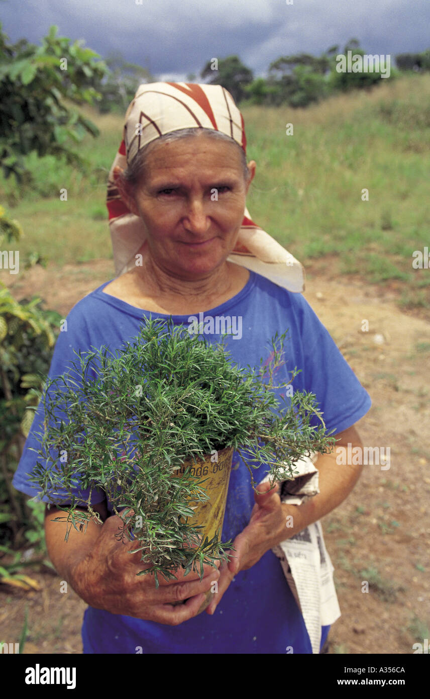 Juruena Brazil Woman herbalist holding a plant of Anador a medicinal ...