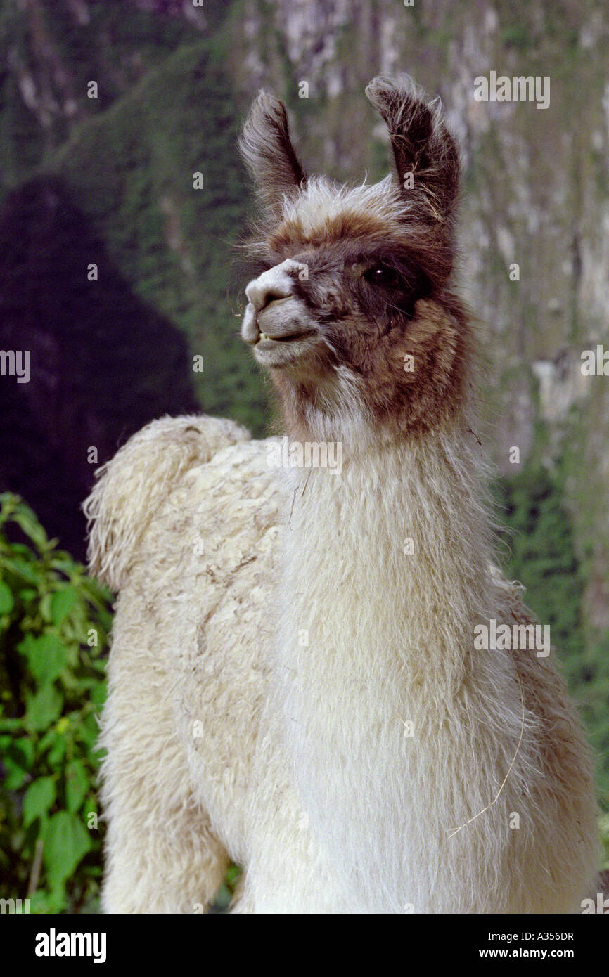 Llamas are frequently spotted at Machu Picchu Cuzco Peru South America ...
