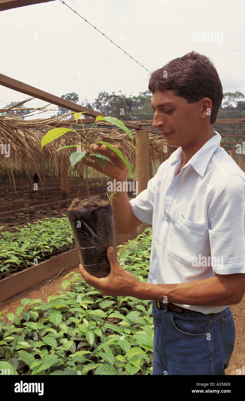 Juruena Mato Grosso State Brazil Agronomist inspecting a tree seedling ...