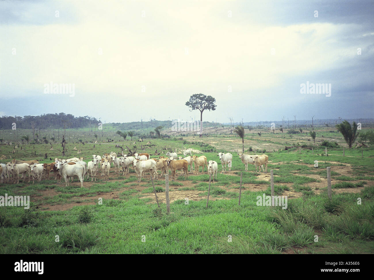 Juruena Amazon Brazil Fazenda Sao Marcelo cattle on newly cleared ...