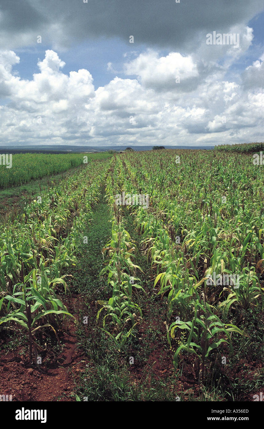Goias Amazon Brazil Maize sweet corn plantation with red earth on ...