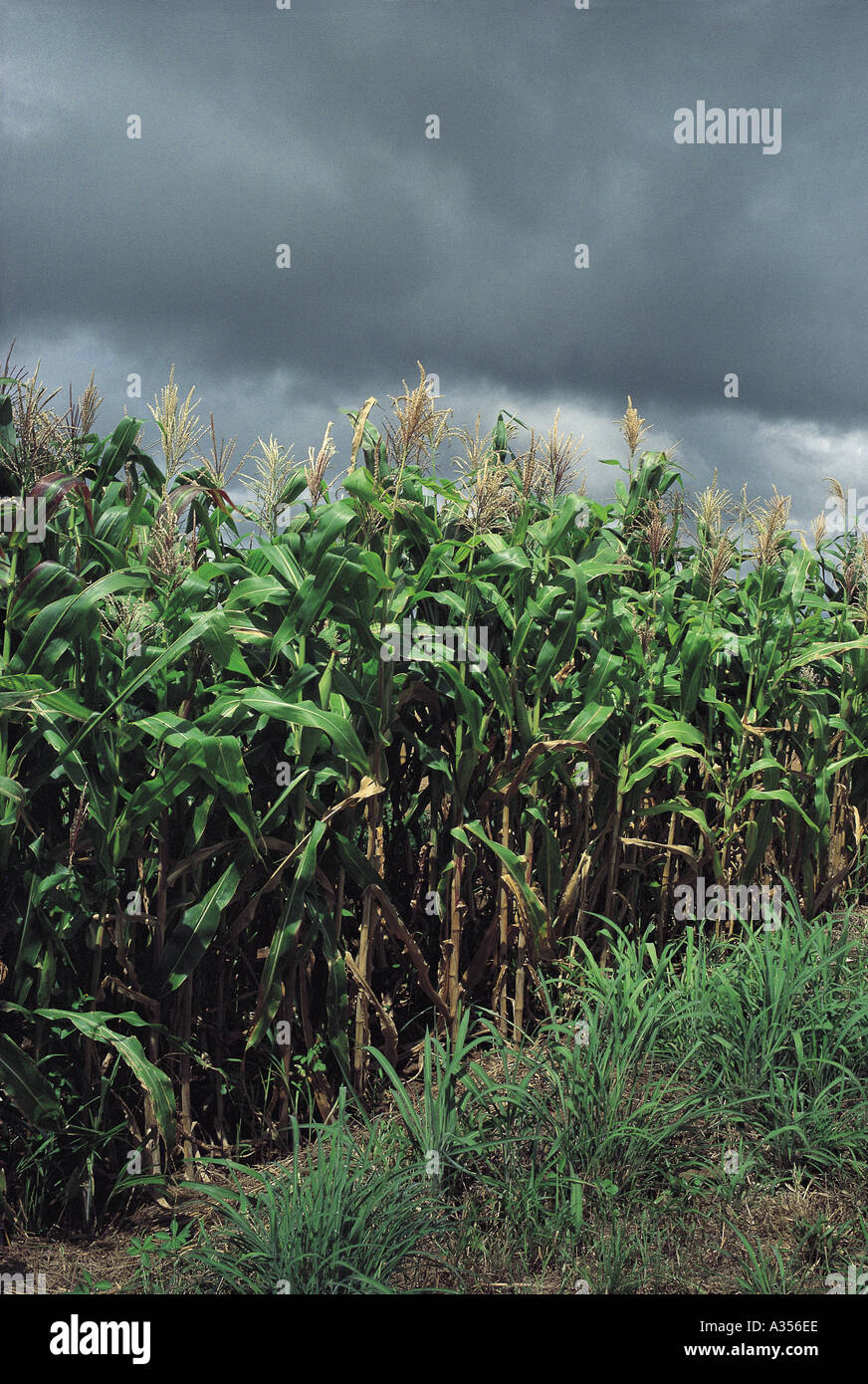 Maize plantation america hi-res stock photography and images - Alamy