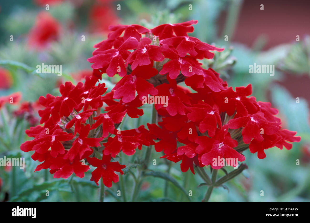Bright red verbena hi-res stock photography and images - Alamy