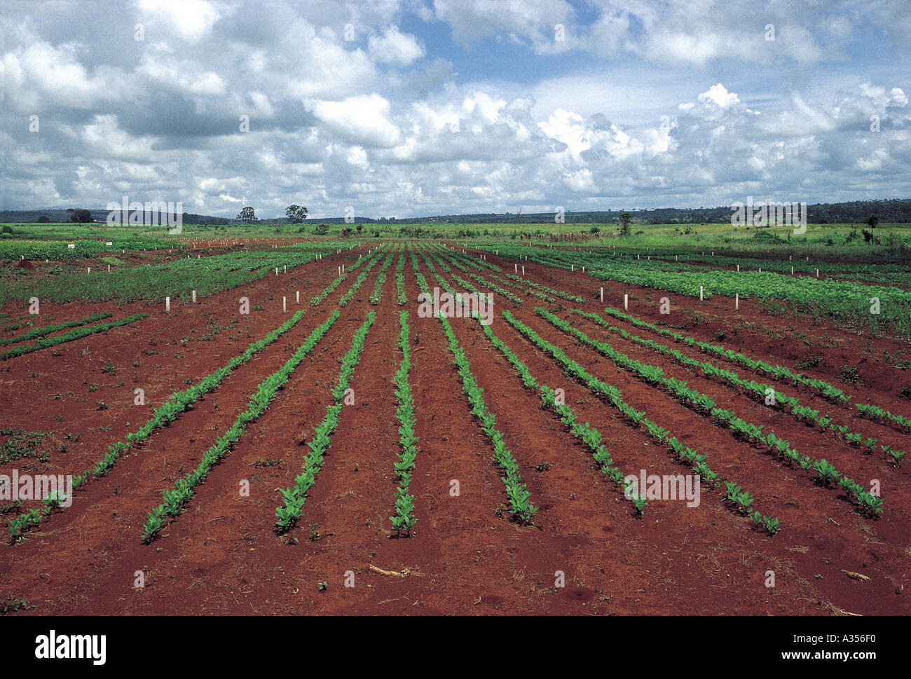 Goias State Brazil Beans growing in the red earth of the Amazon Stock ...