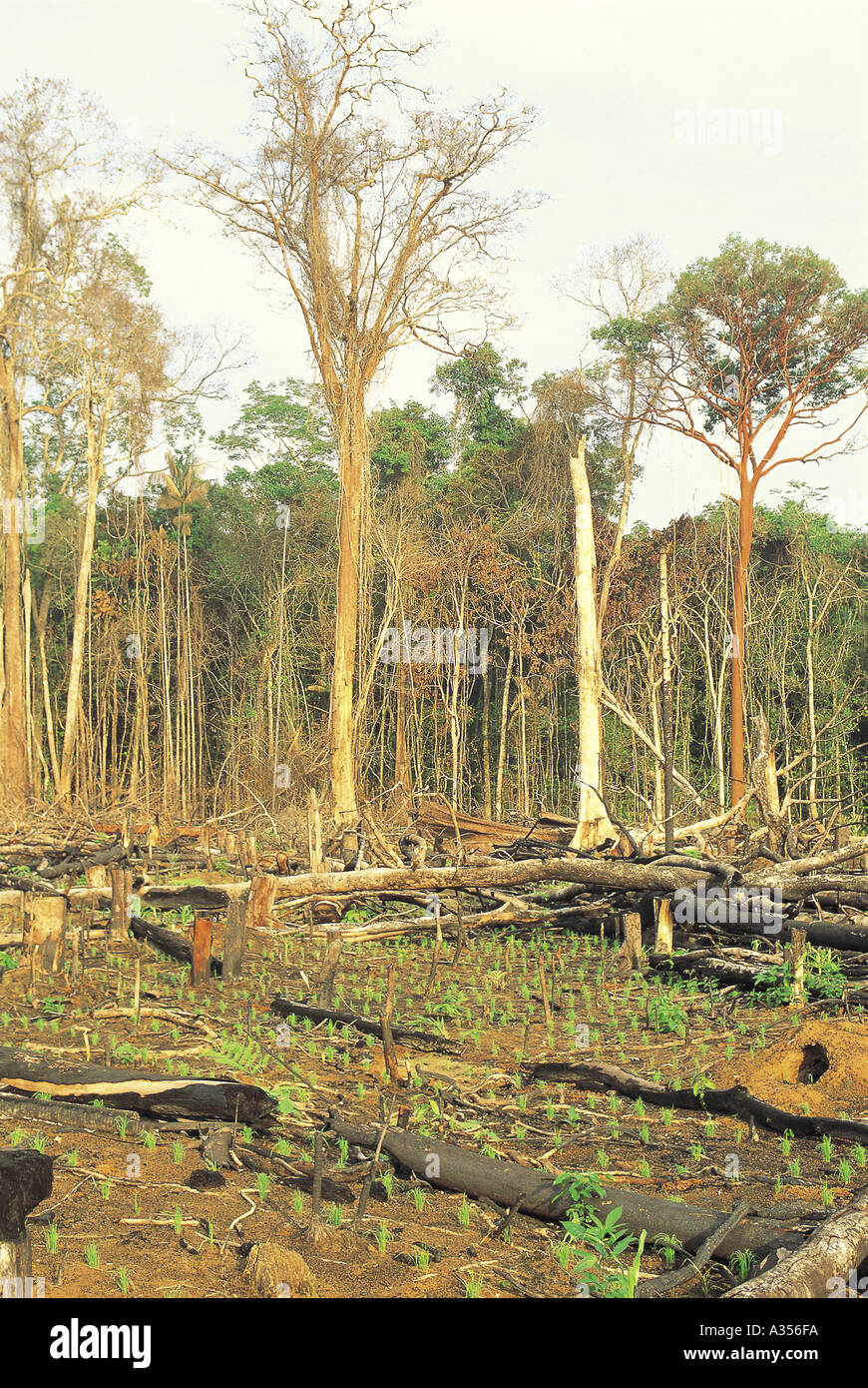 Crop land rainforest brazil hi-res stock photography and images - Alamy