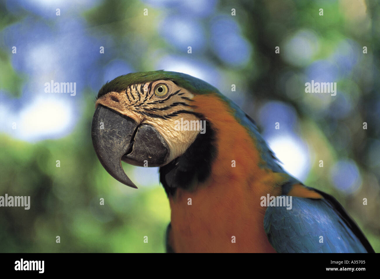 Amazon Brazil Blue and yellow macaw Stock Photo - Alamy