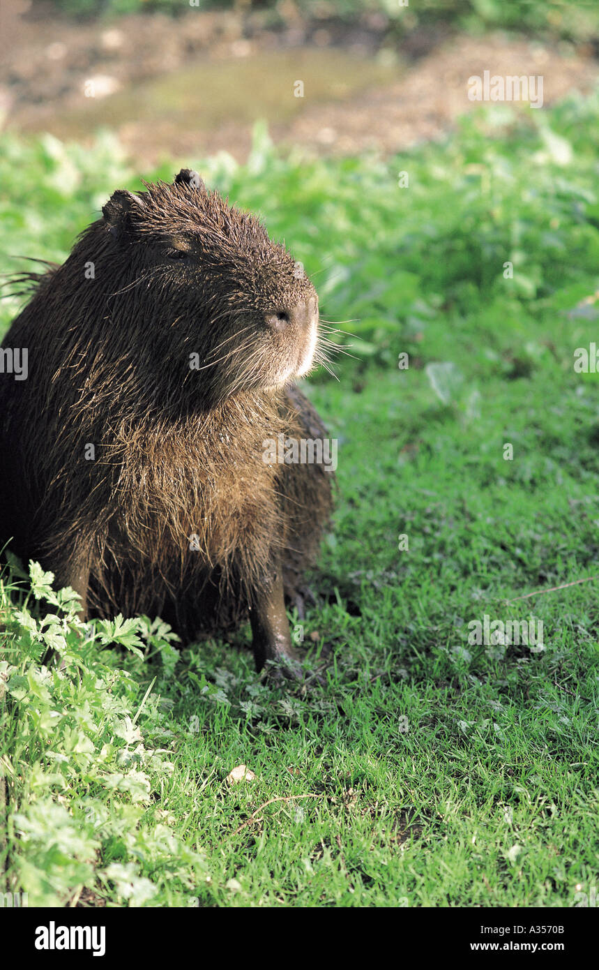 Mato Grosso State Brazil Capivara Hydrochoerus hydrochoeris Stock Photo ...