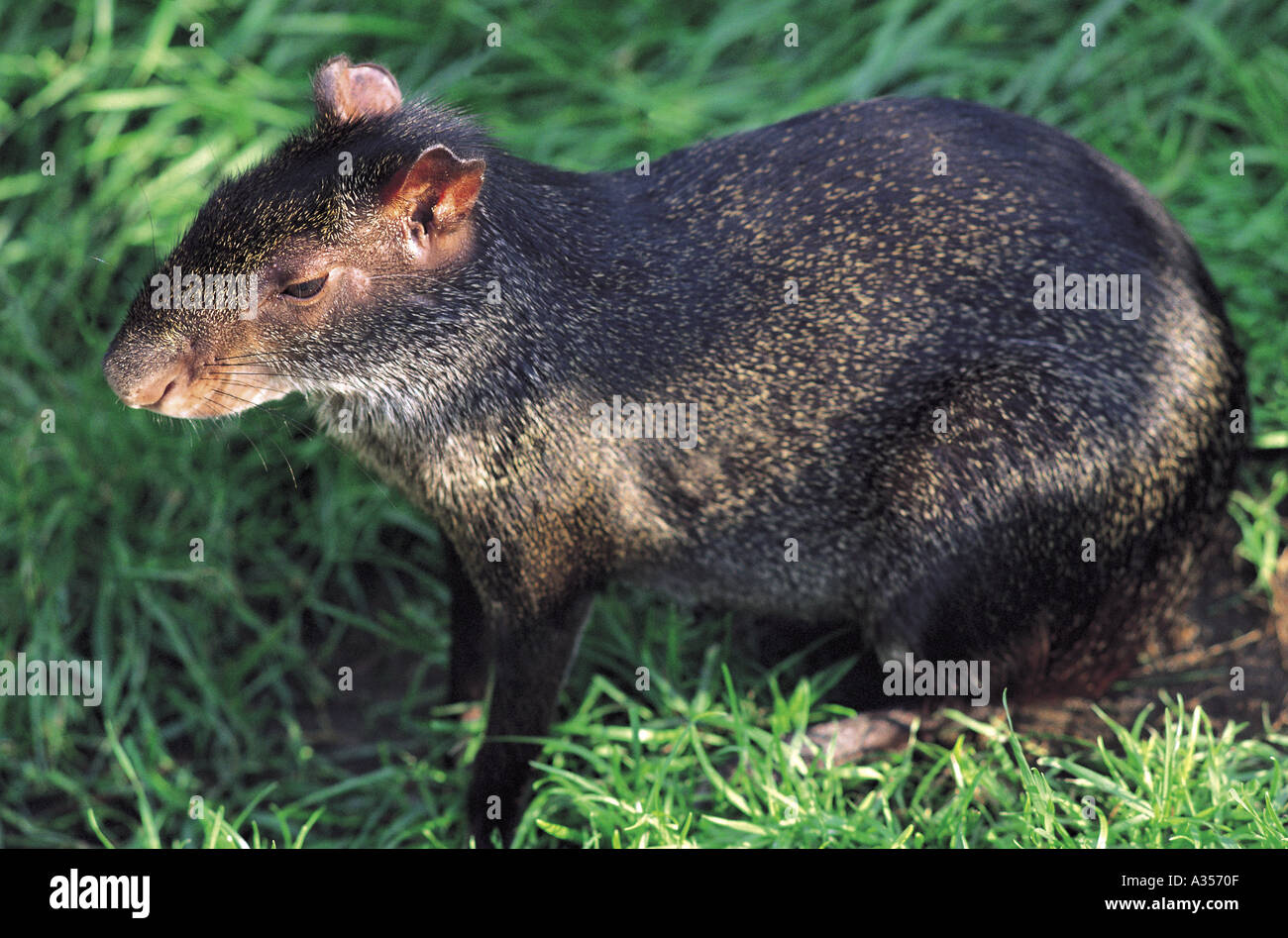 Dasyprocta sp hi-res stock photography and images - Alamy