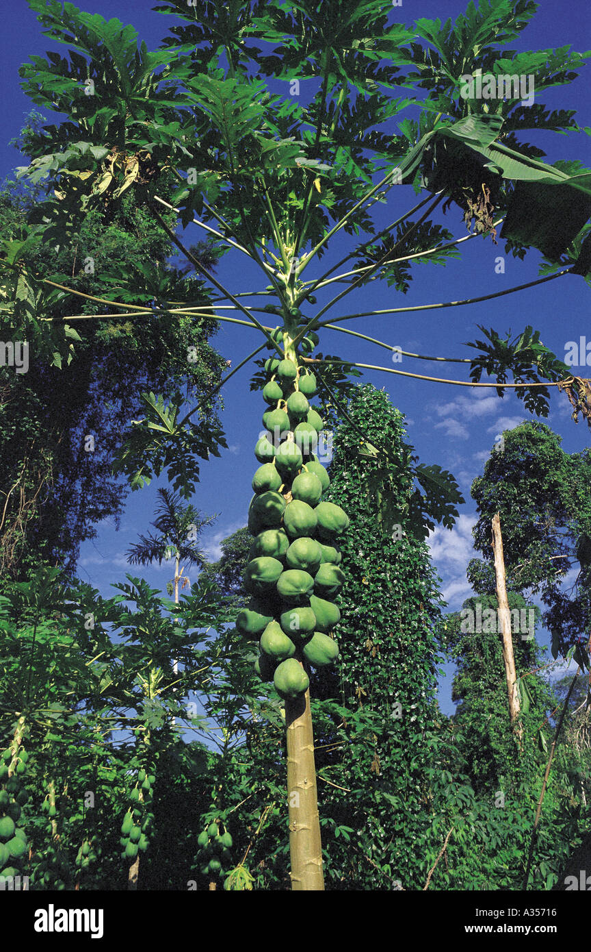 Mamao hi-res stock photography and images - Alamy