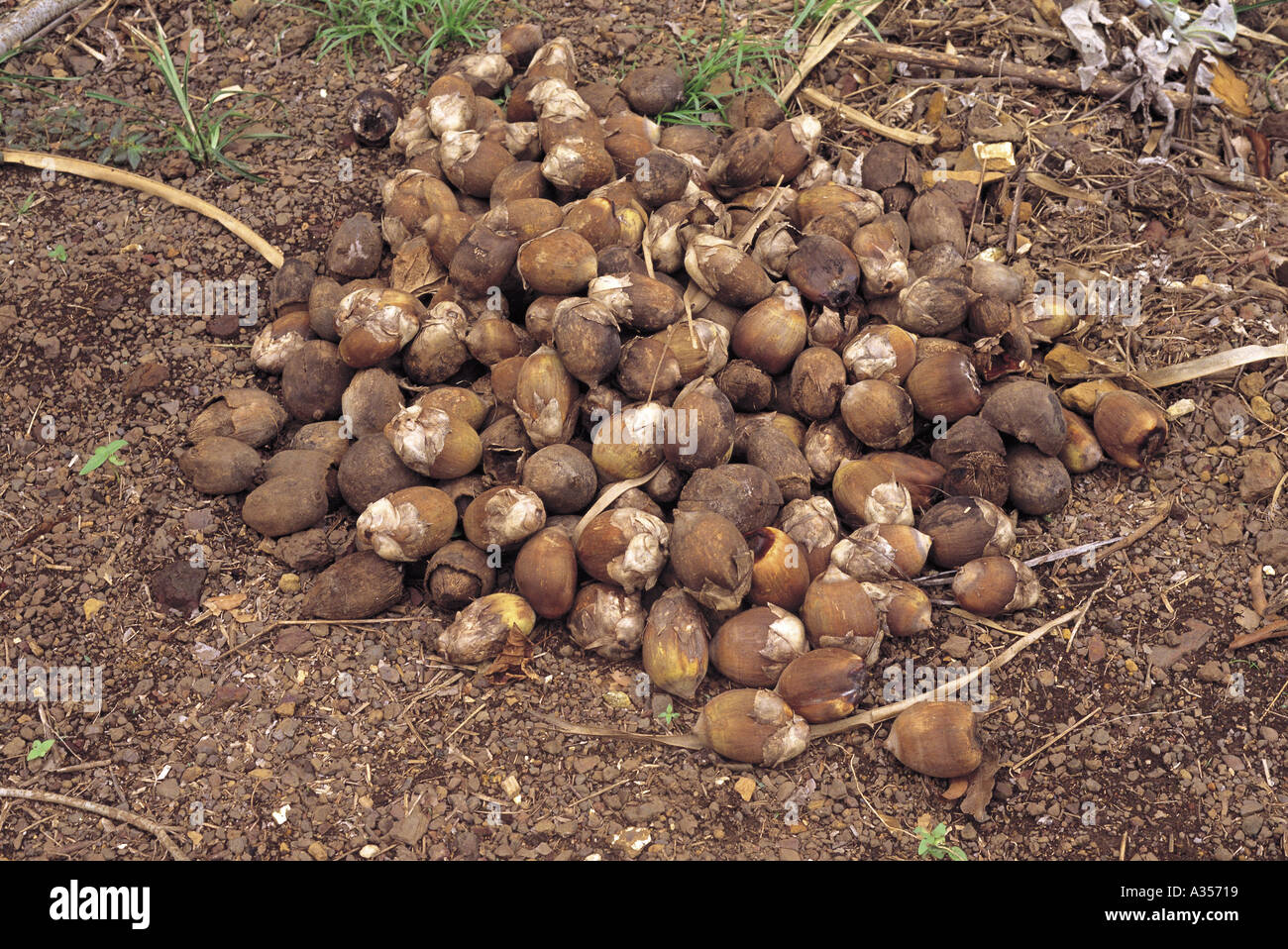 Fruit of the Babacu Palm Stock Photo - Alamy