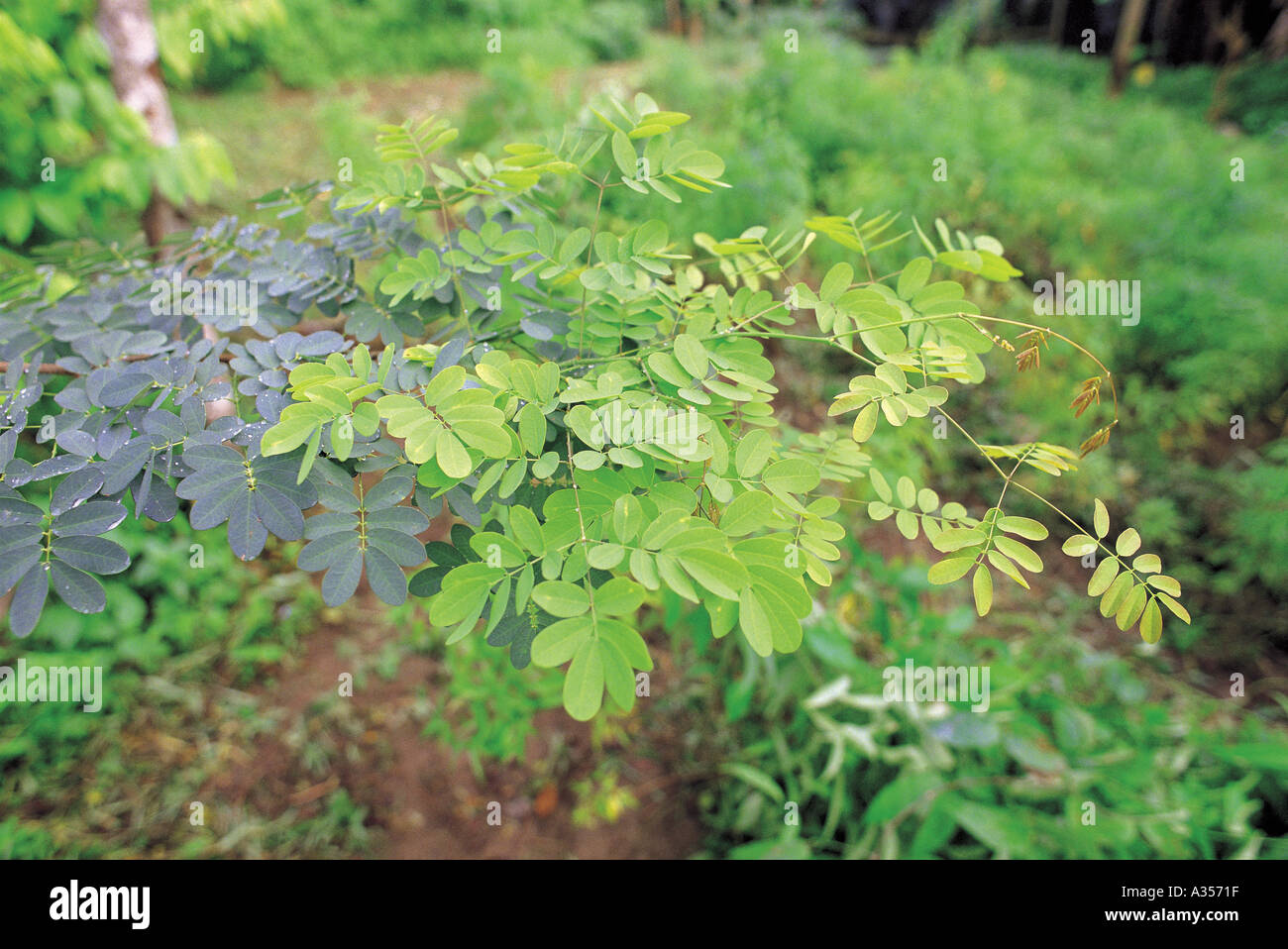 Juca High Resolution Stock Photography and Images - Alamy