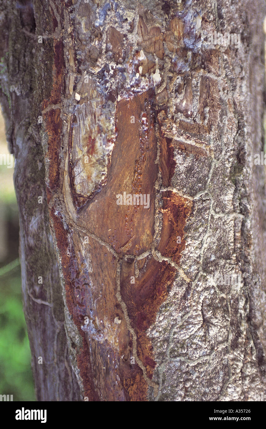Jatoba (hymenaea courbaril) hi-res stock photography and images - Alamy