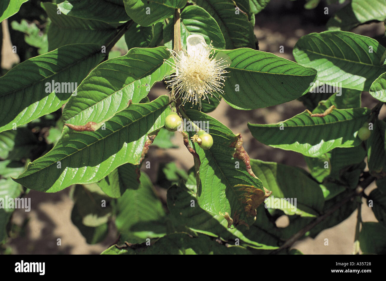 Psidium guava flower hi-res stock photography and images - Alamy
