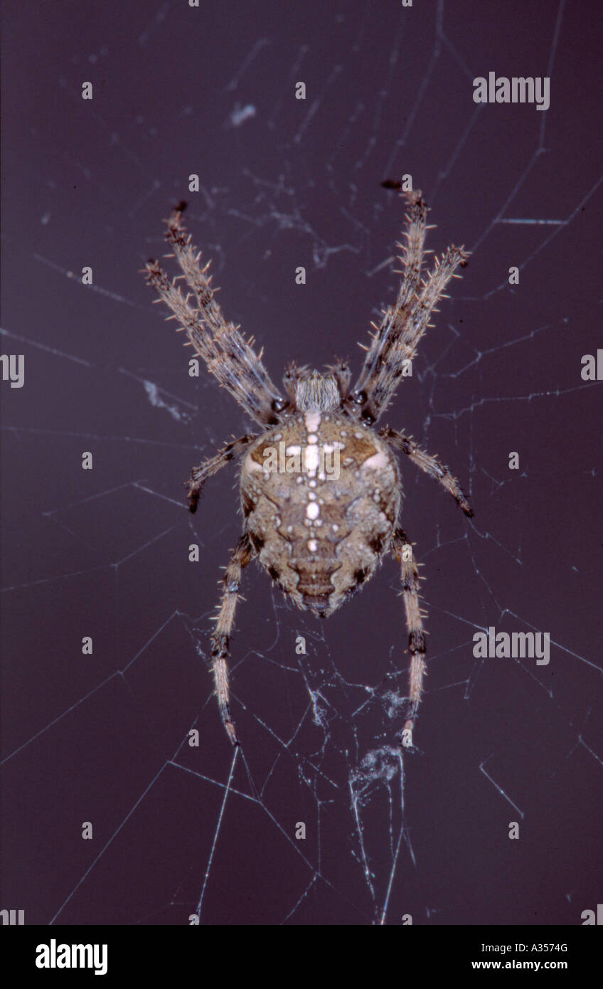 Garden spider (Araneus diadematus Stock Photo - Alamy