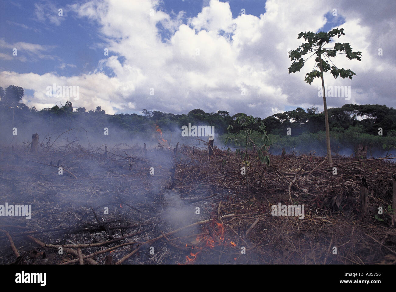 Amazon Brazil Burning of rainforest to clear land for agriculture or ...