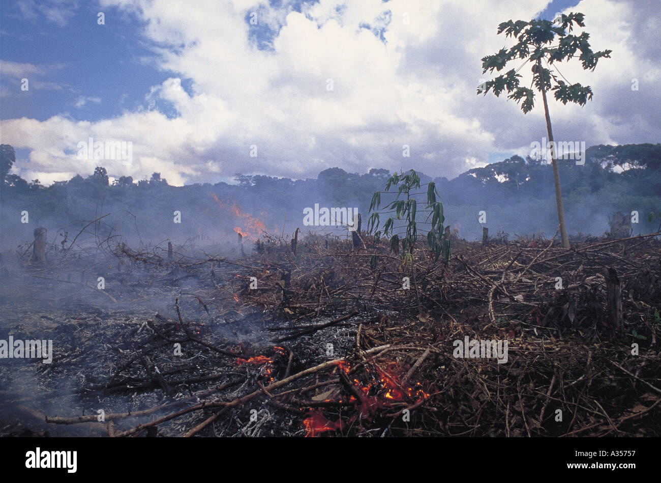 Amazon rainforest deforestation cattle hi-res stock photography and ...