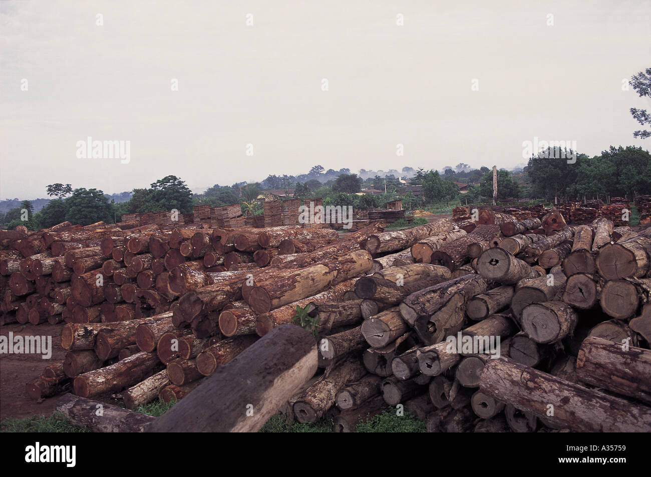 Mato Grosso Brazil Piles of tree trunks in an Amazon sawmill timber ...