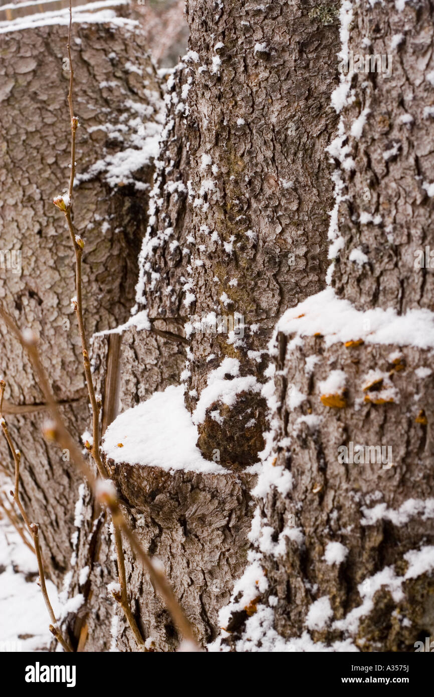 Stock Photo of Canadian Tree Trunks Covered in Snow Stock Photo - Alamy