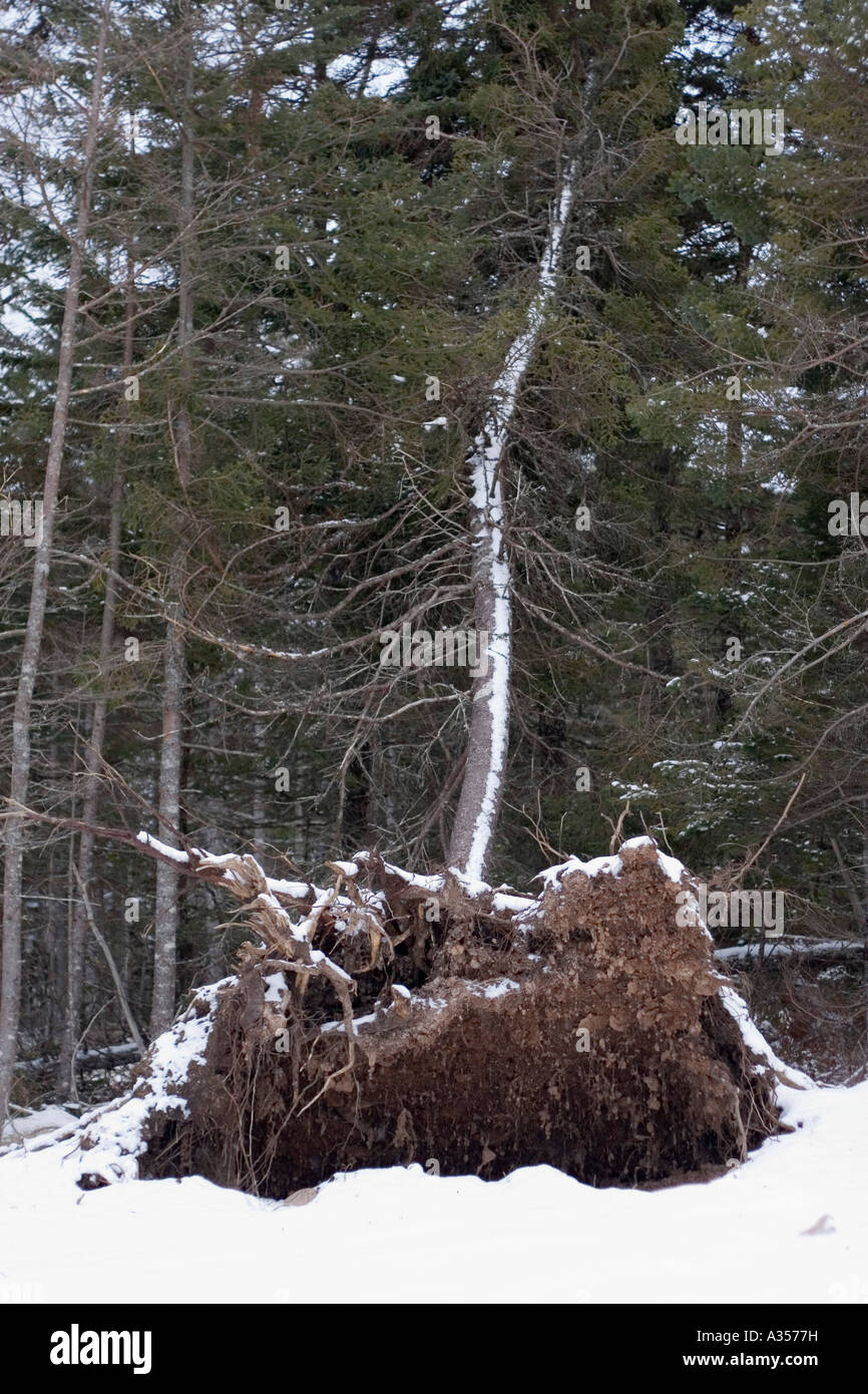 Stock Image of Canadian Pine Tree Uprooted From the Snow in Strong ...
