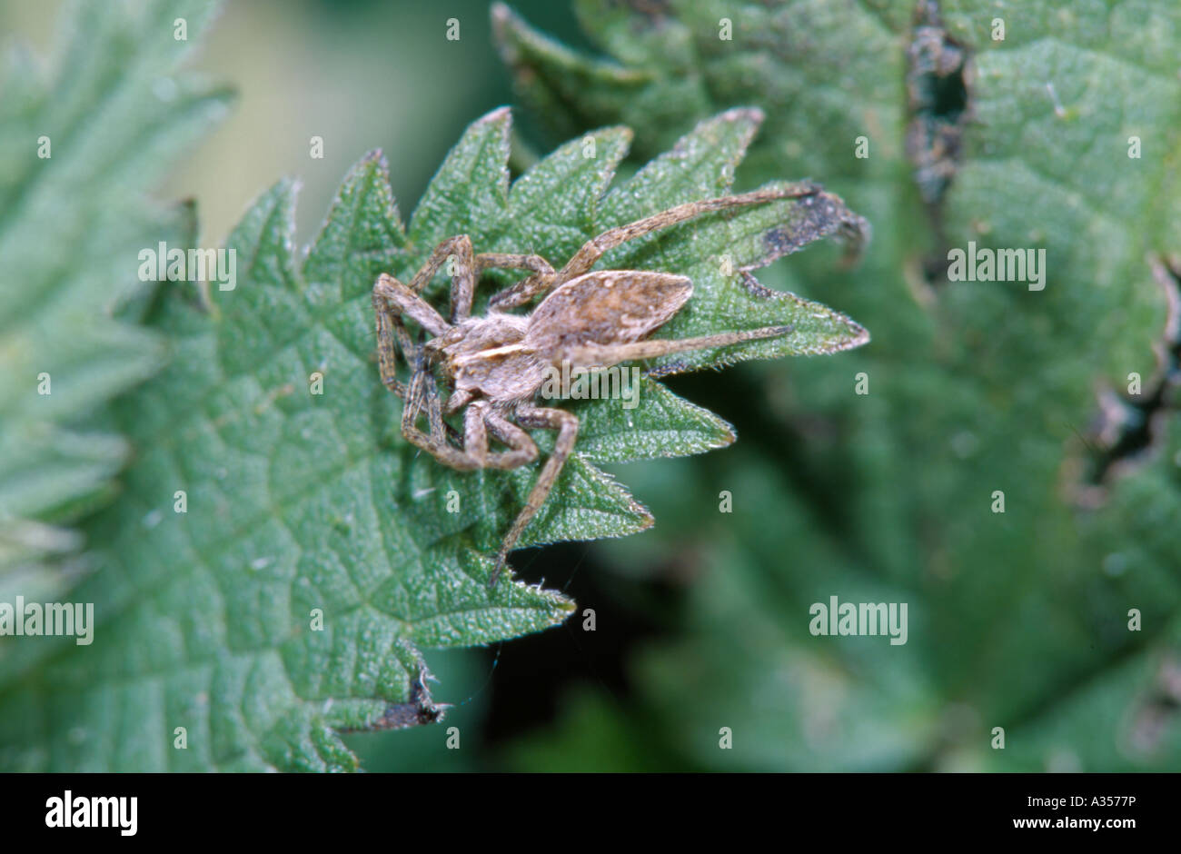 A Wolf spider. Family; Lycosidae Stock Photo - Alamy