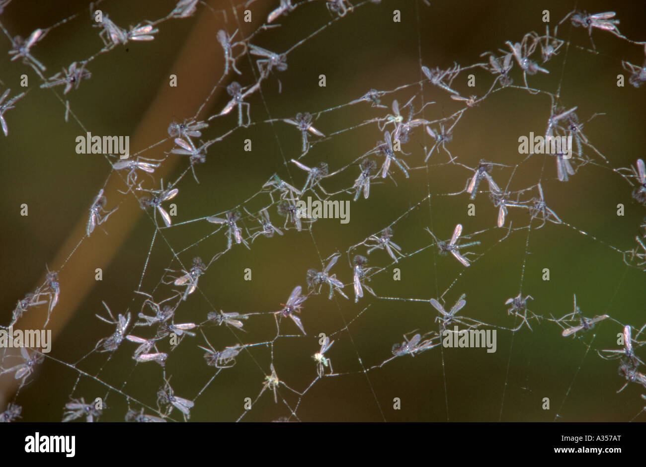 Flies caught in a spiders web; mainly non-biting midges caught in an ...