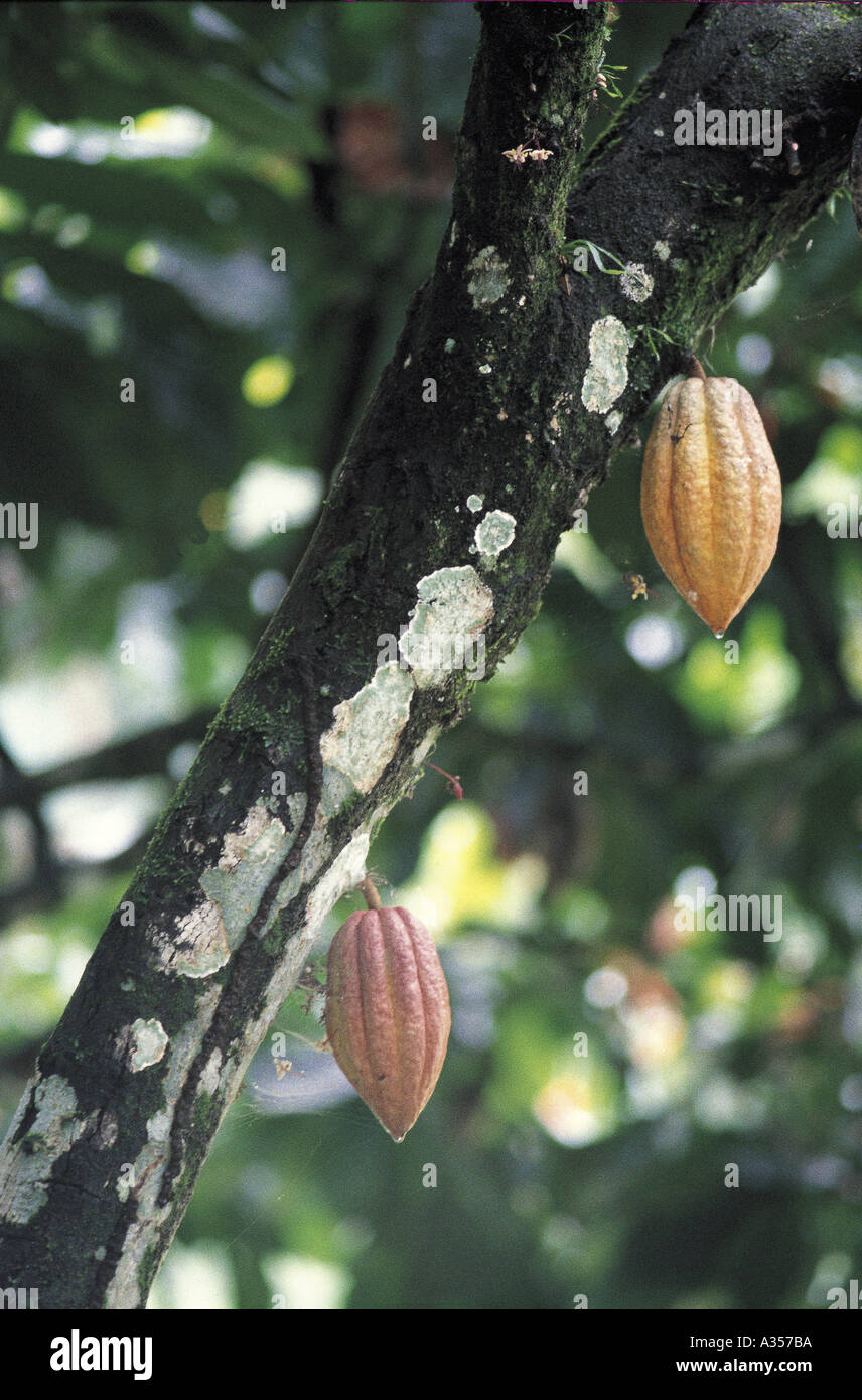 Theobroma cacao brazil hi-res stock photography and images - Alamy