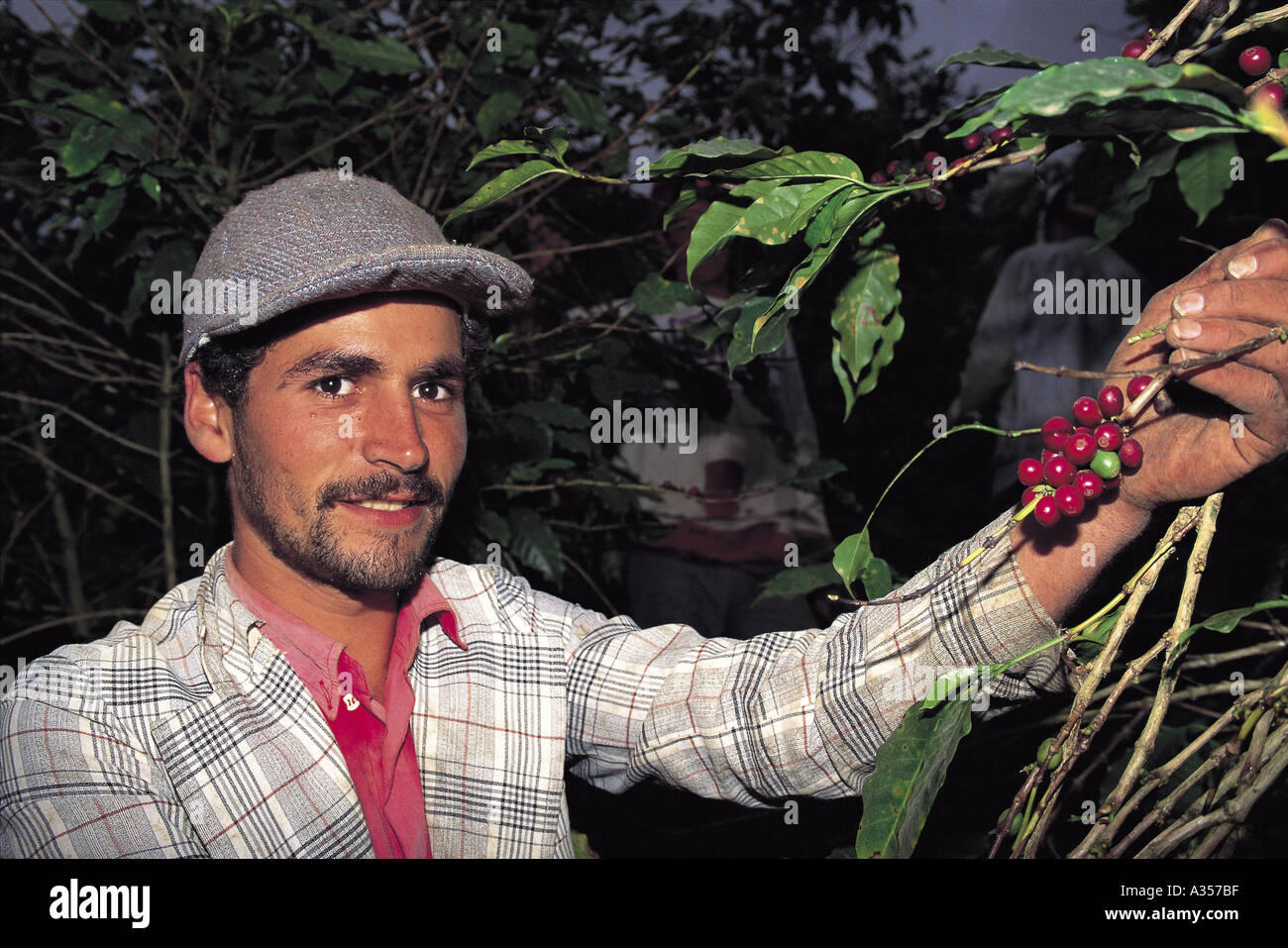 Brazilian coffee farming hi-res stock photography and images - Alamy
