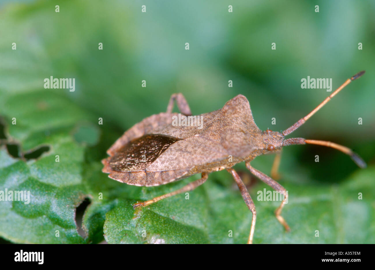 Family coreidae hi-res stock photography and images - Alamy