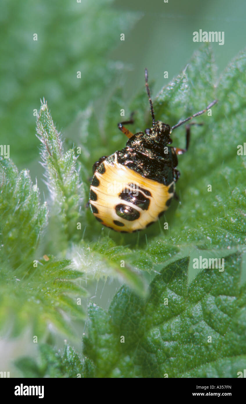 Larva of the Troilus luridus Shieldbug. Family; Pentatomidae Stock ...