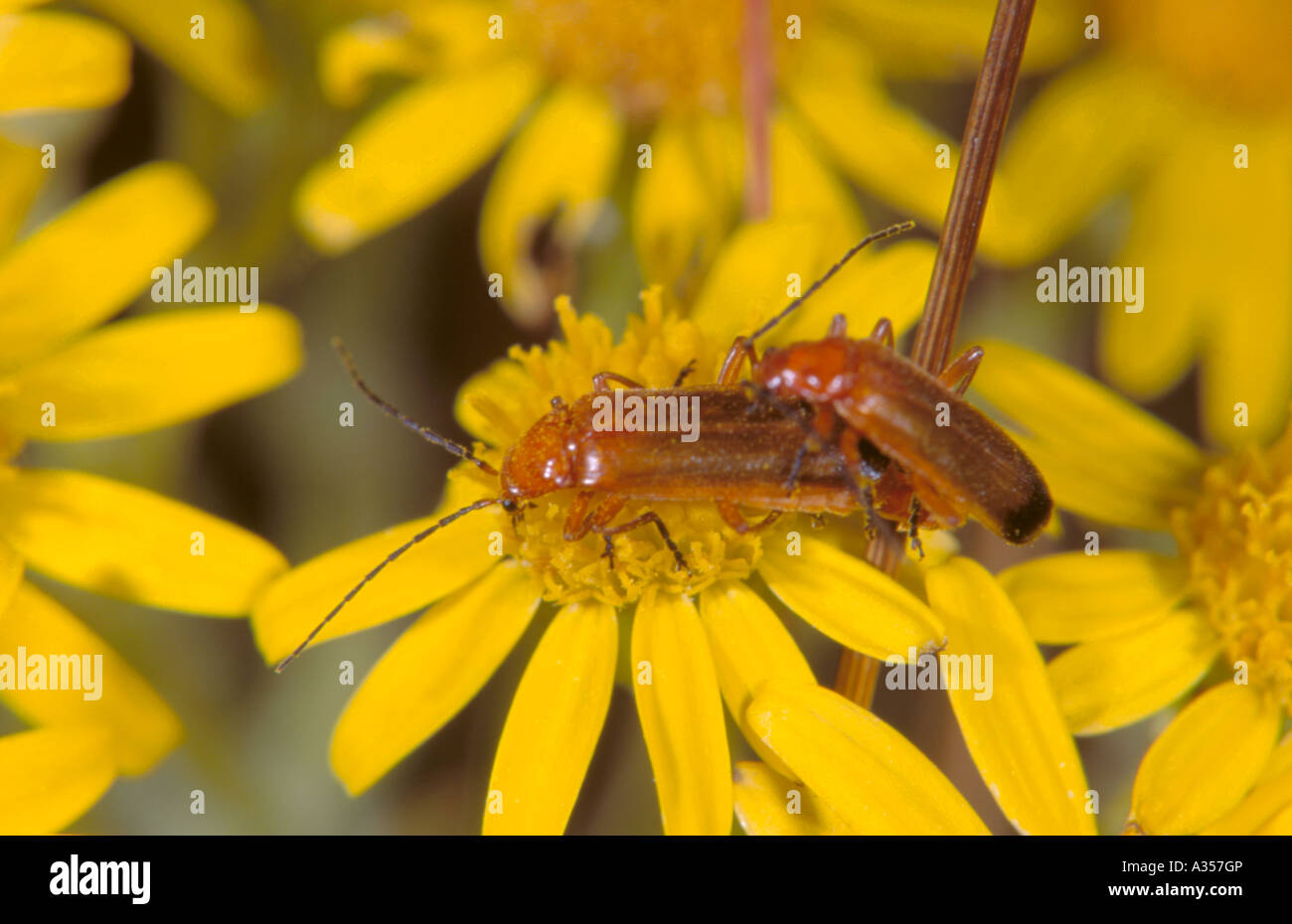 Pair of mating Soldier Beetles (Rhagonycha fulva). Family; Cantharidae Stock Photo - Alamy