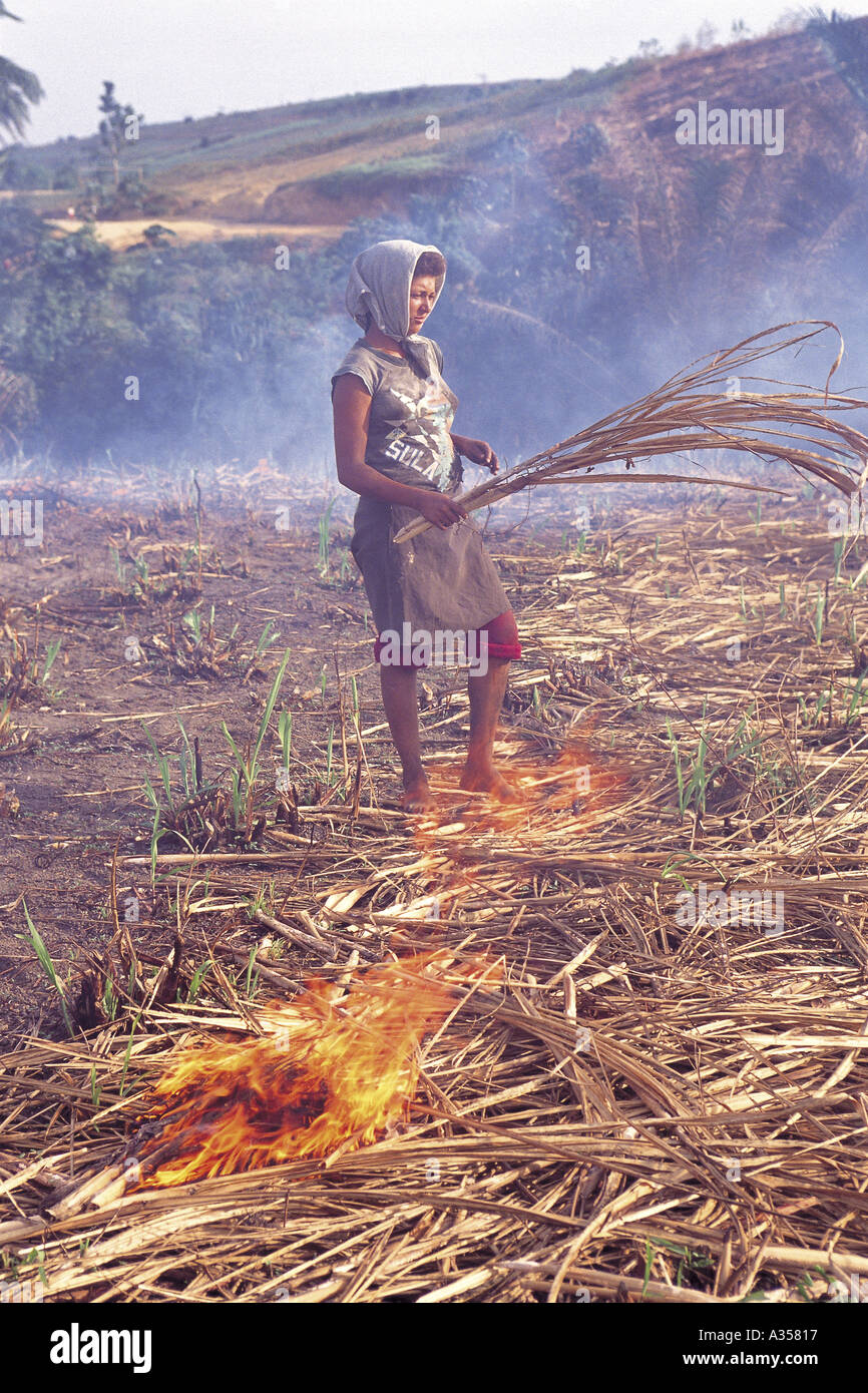 Burning the sugar cane stubble Stock Photo - Alamy