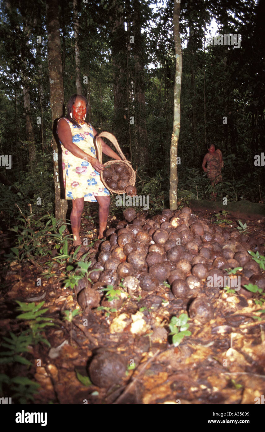 A Ukre village Brazil Kayapo women collecting Brazil nuts in the forest ...